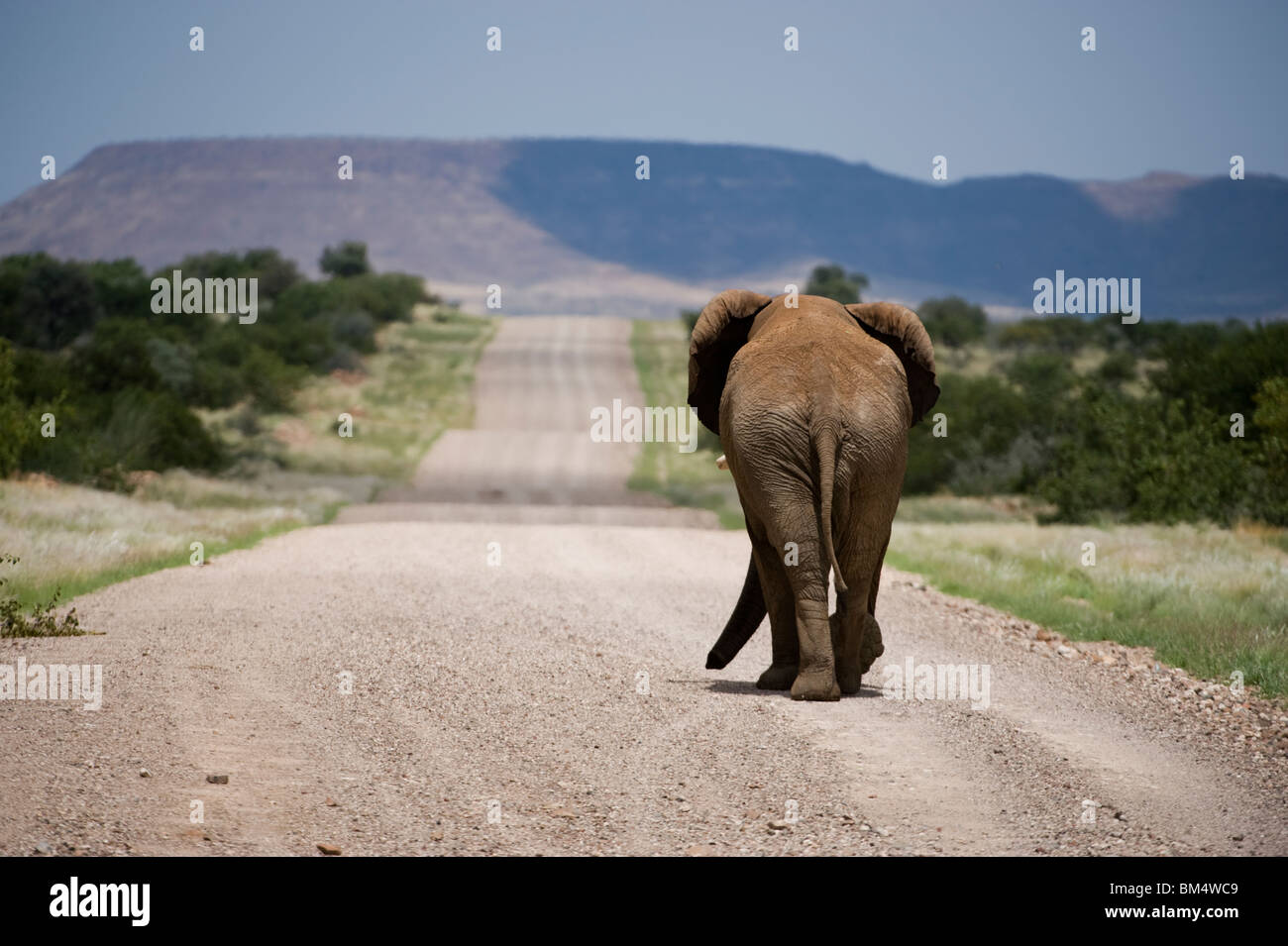 Road elephant hi-res stock photography and images - Alamy