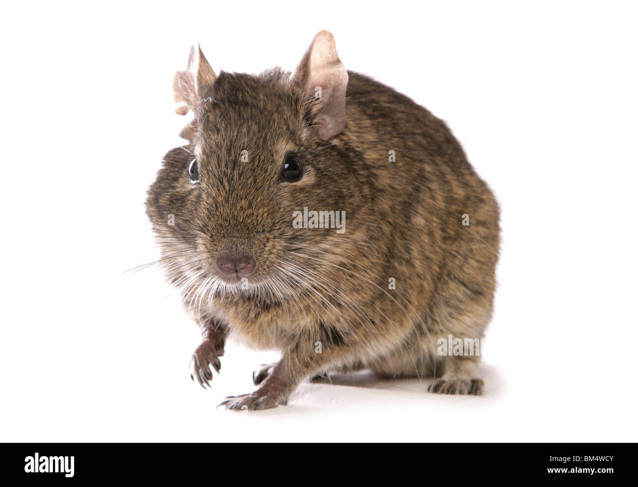 Octodon hi-res stock photography and images - Alamy