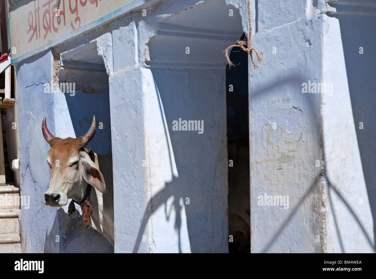 Sacred cow india hi-res stock photography and images - Alamy