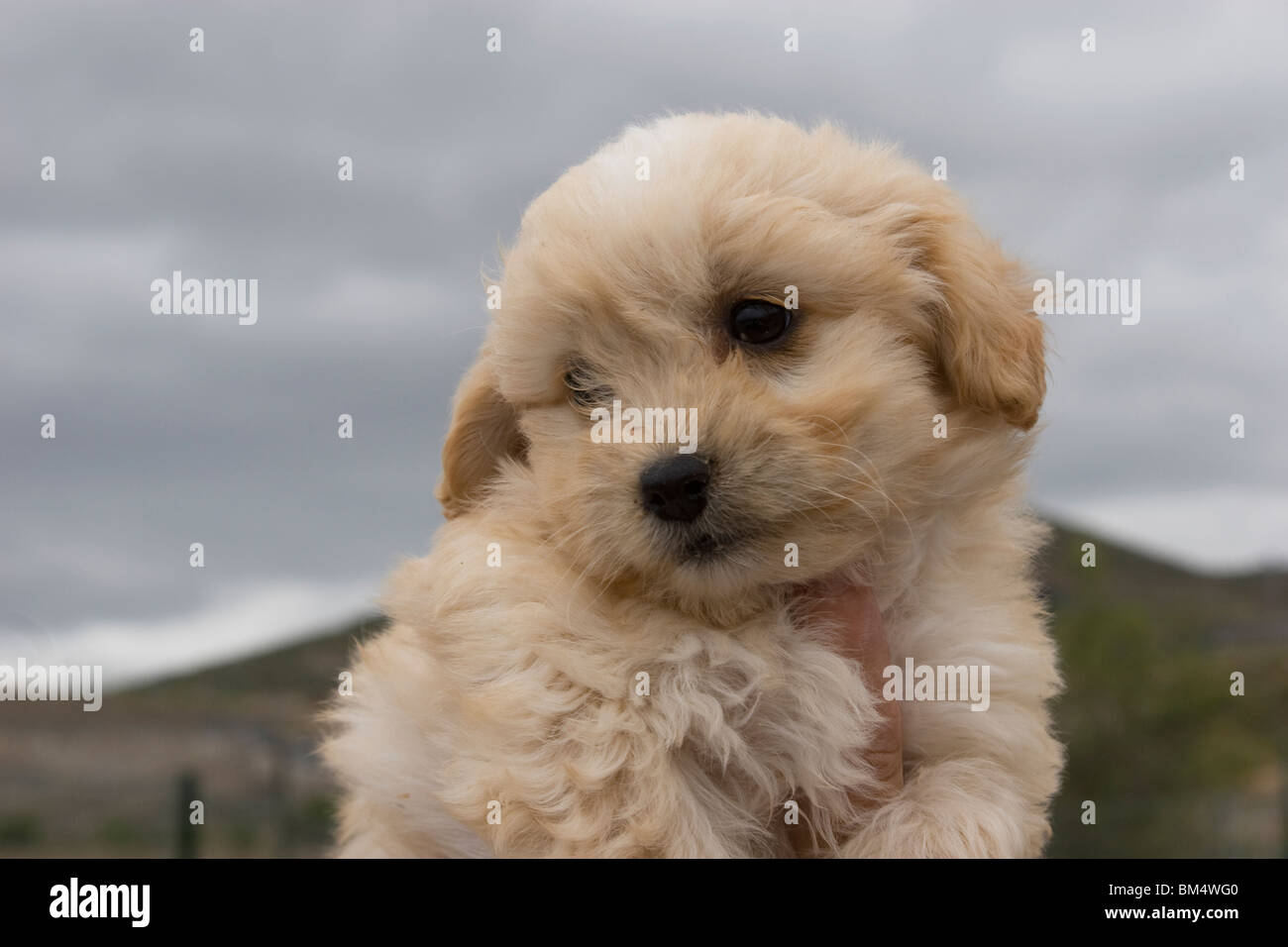 Cute puppy against a cloudy sky. Photo by Nikki Attree Stock Photo - Alamy