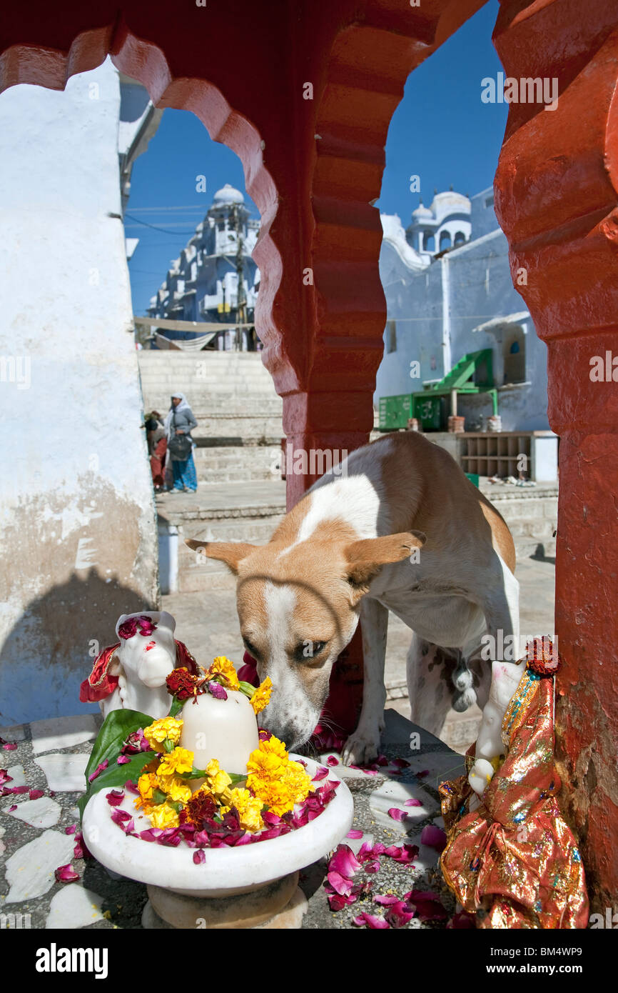 Shiva Shiva Dog