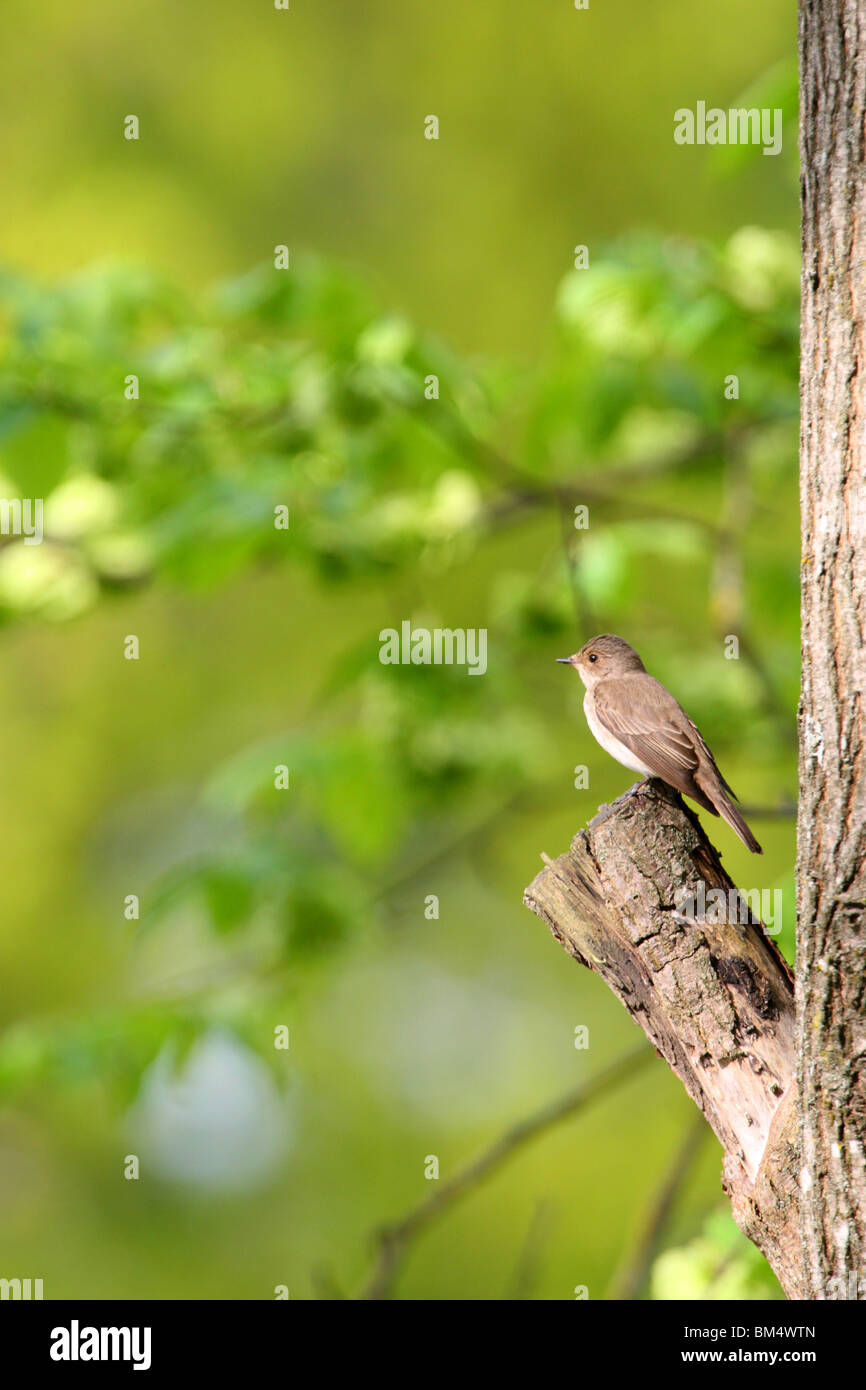 Spotted flycatcher (Muscicapa striata) looking for prey Stock Photo - Alamy