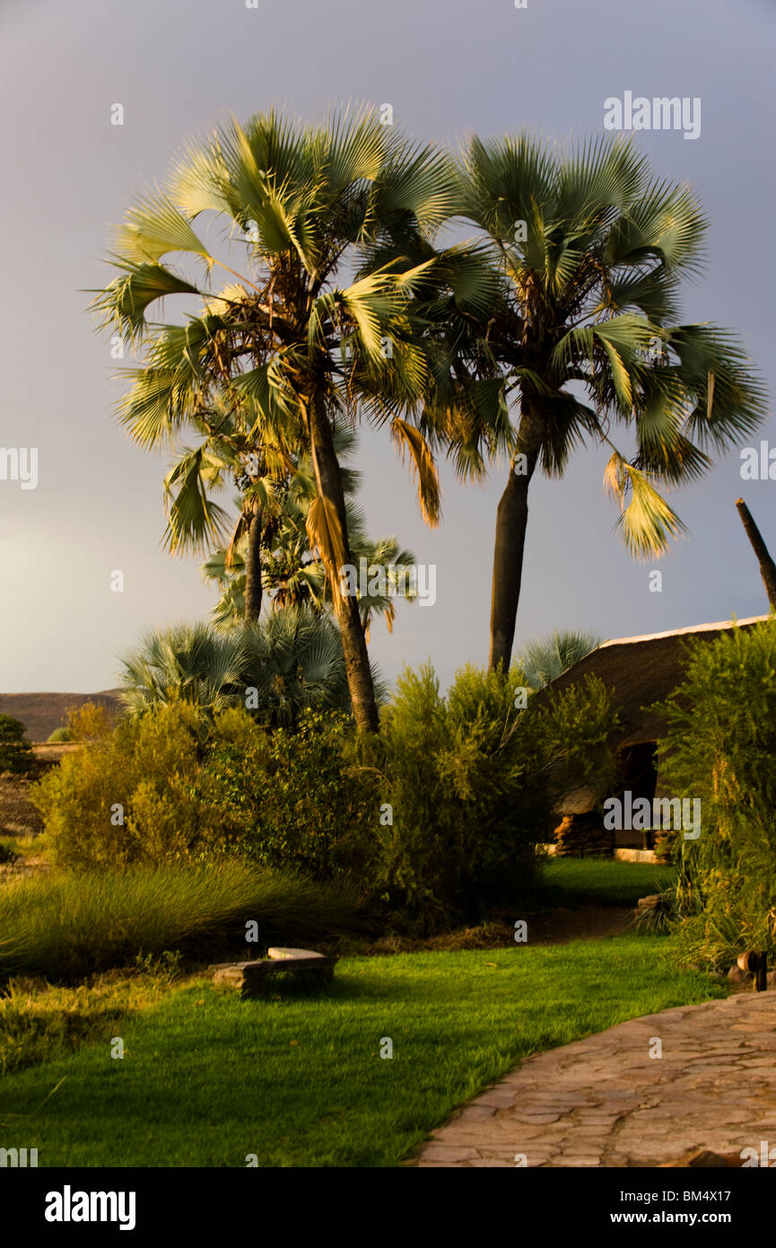 Makalani palm tree hi-res stock photography and images - Alamy