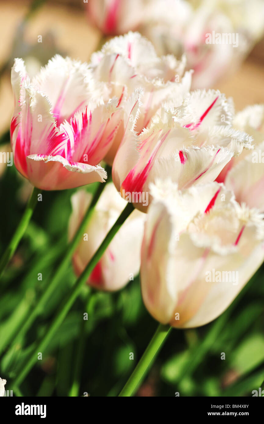 Carroussel hi-res stock photography and images - Alamy