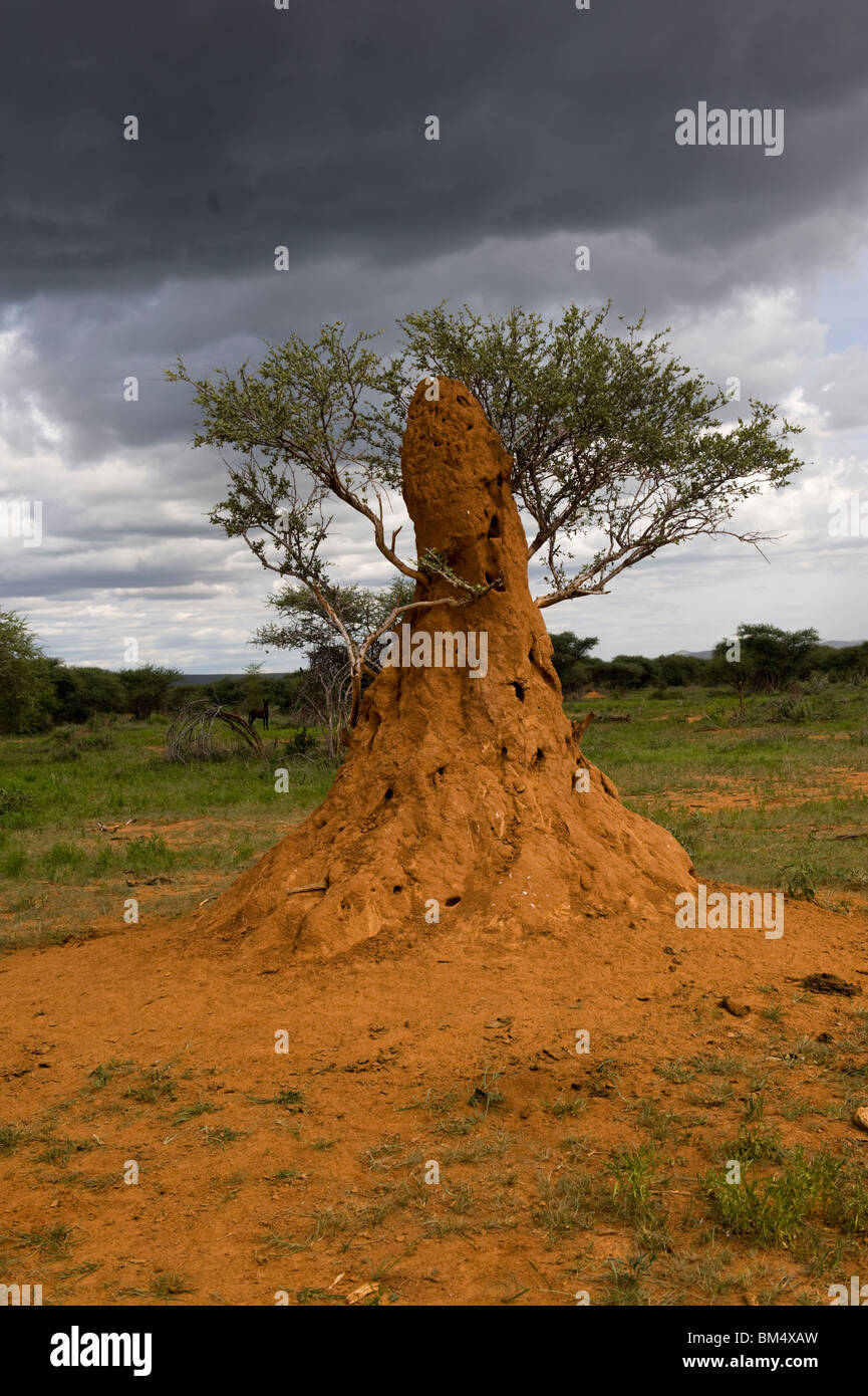 Termite mound built around tree, northern Namibia Stock Photo - Alamy