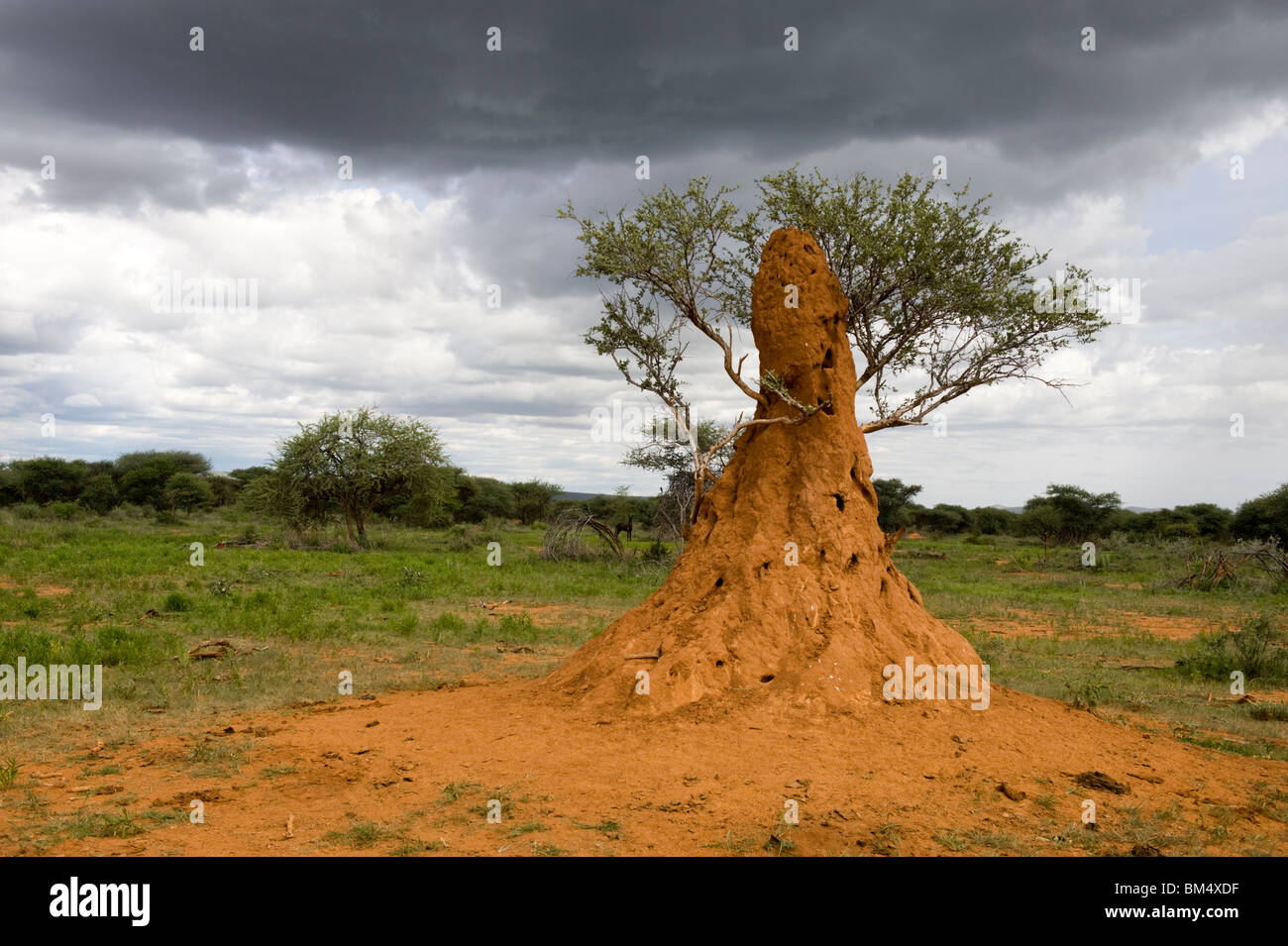 Termite mound built around tree, northern Namibia Stock Photo - Alamy