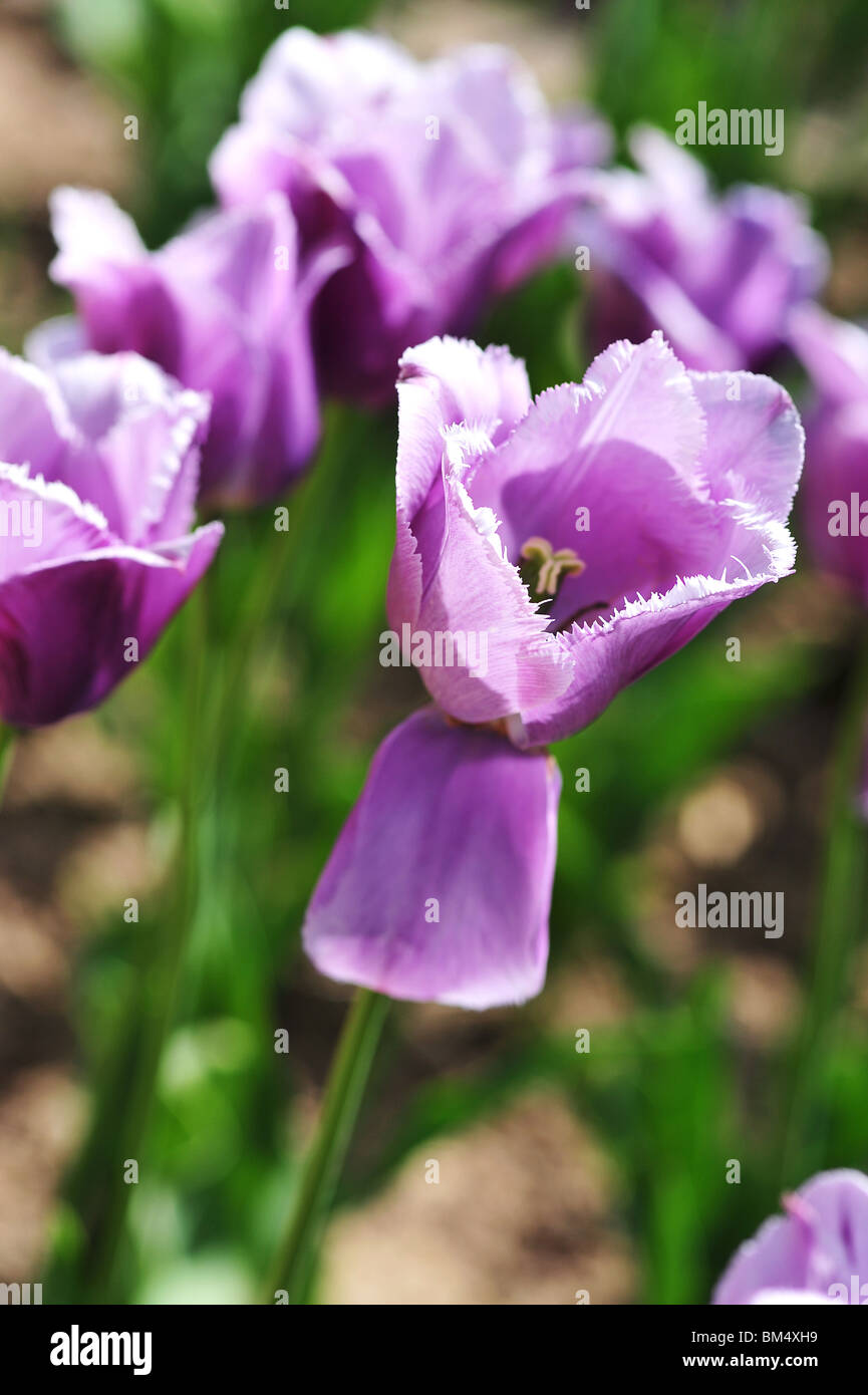 Tulip Blue Heron High Resolution Stock Photography and Images - Alamy