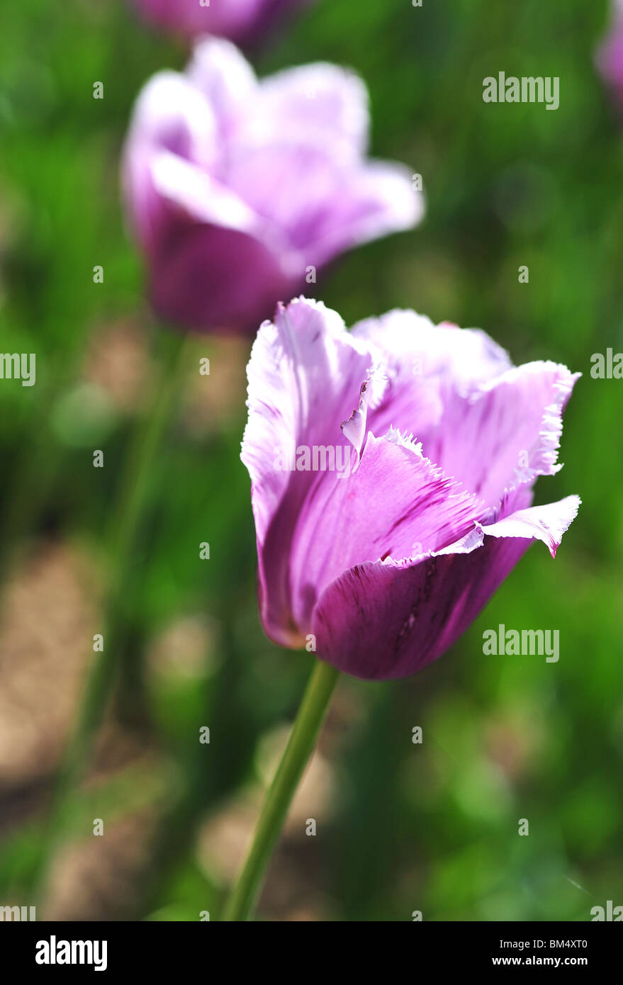 Tulip blue heron hi-res stock photography and images - Alamy