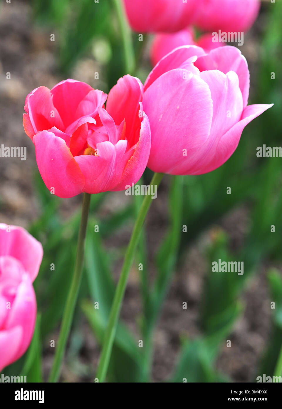 Tulip Menton High Resolution Stock Photography and Images - Alamy