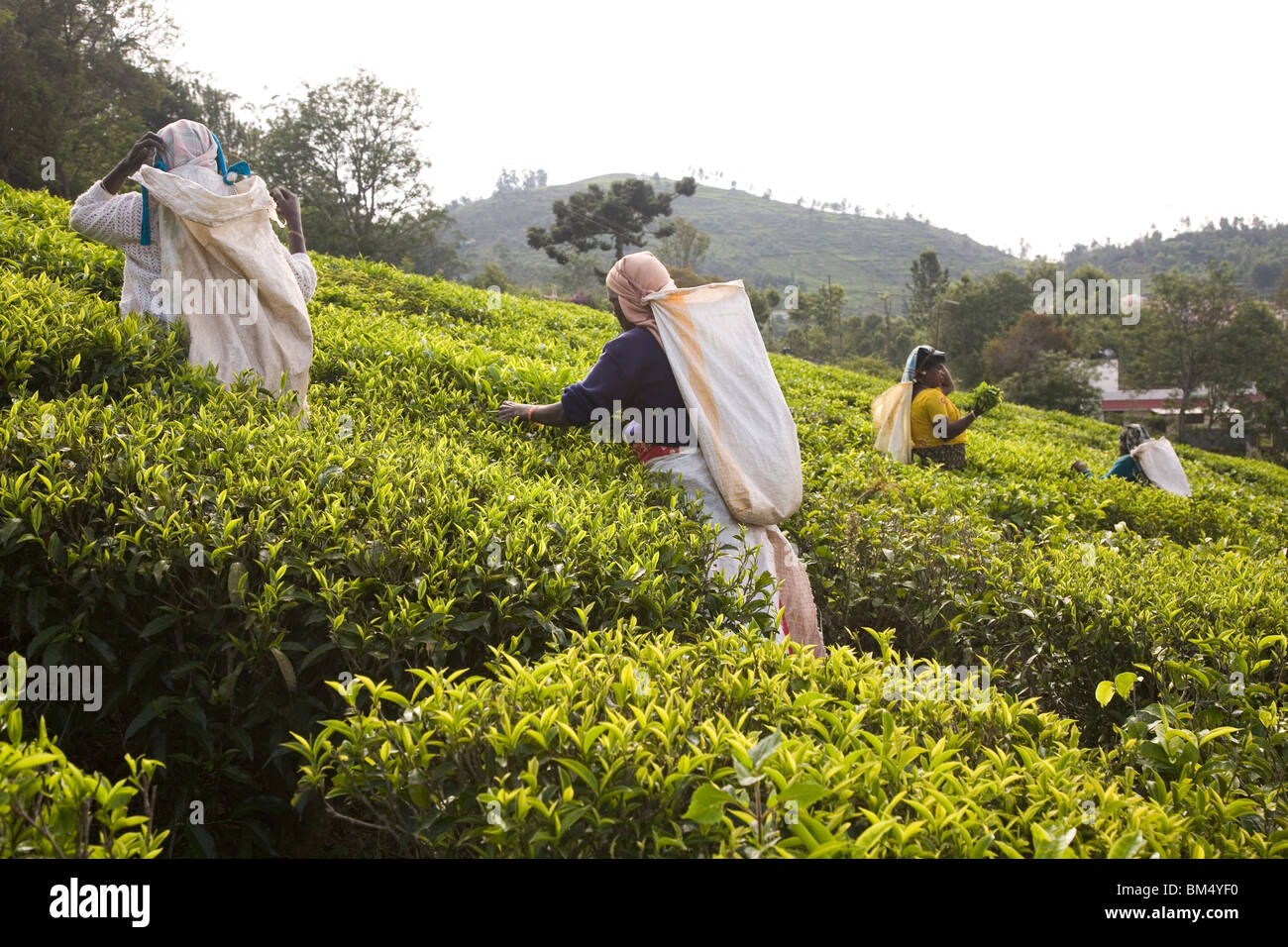 Indian women pick tea in an estate in the Nilgiri Hills in Tamil Nadu ...