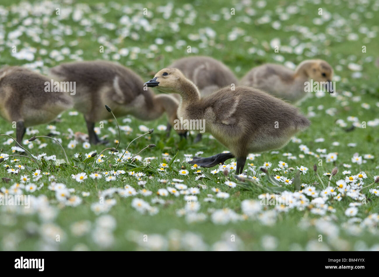 Canadian Goslings in daisy field Stock Photo - Alamy