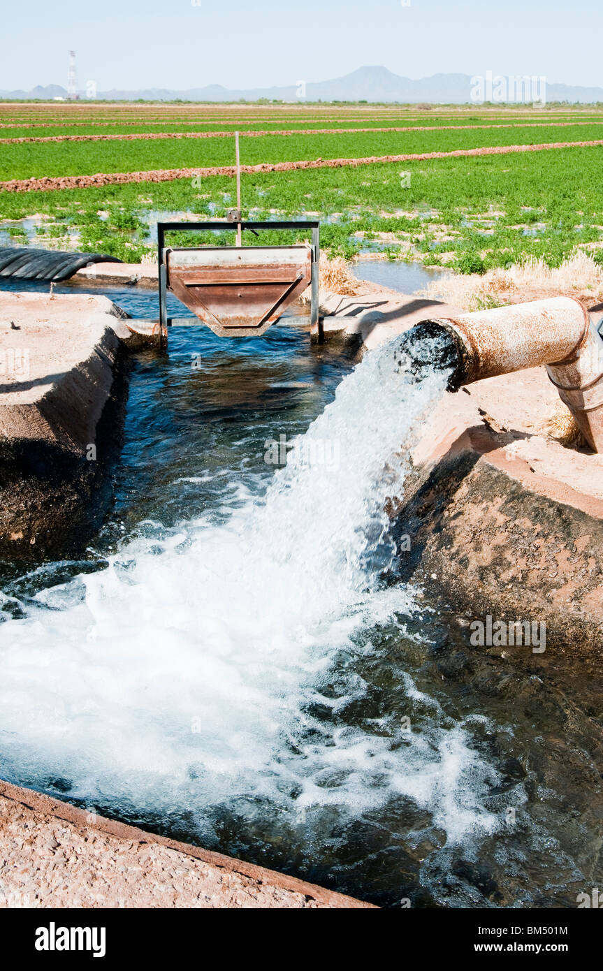 Arizona alfalfa water hi-res stock photography and images - Alamy