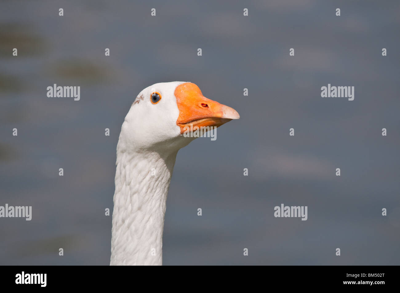 White goose head and neck Stock Photo - Alamy