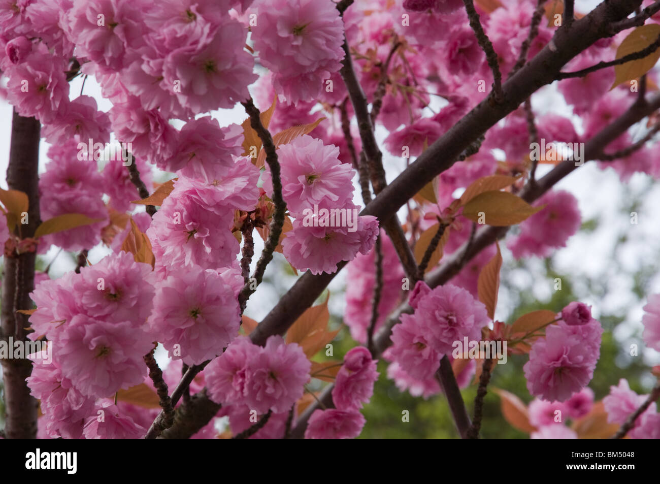 Cherry Blossoms and Tree in Spring Stock Photo - Alamy