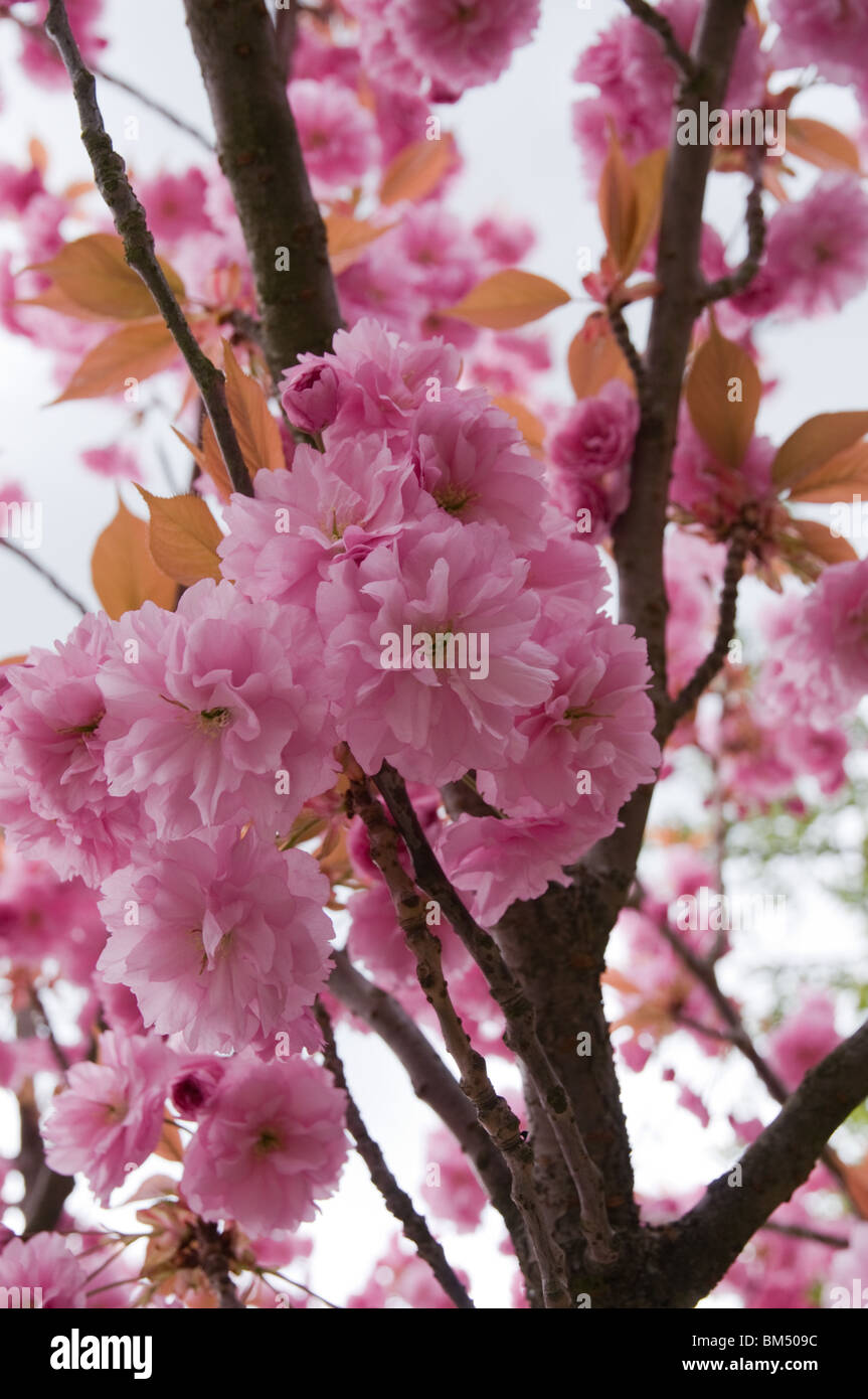 Cherry Blossoms and Tree in Spring Stock Photo - Alamy