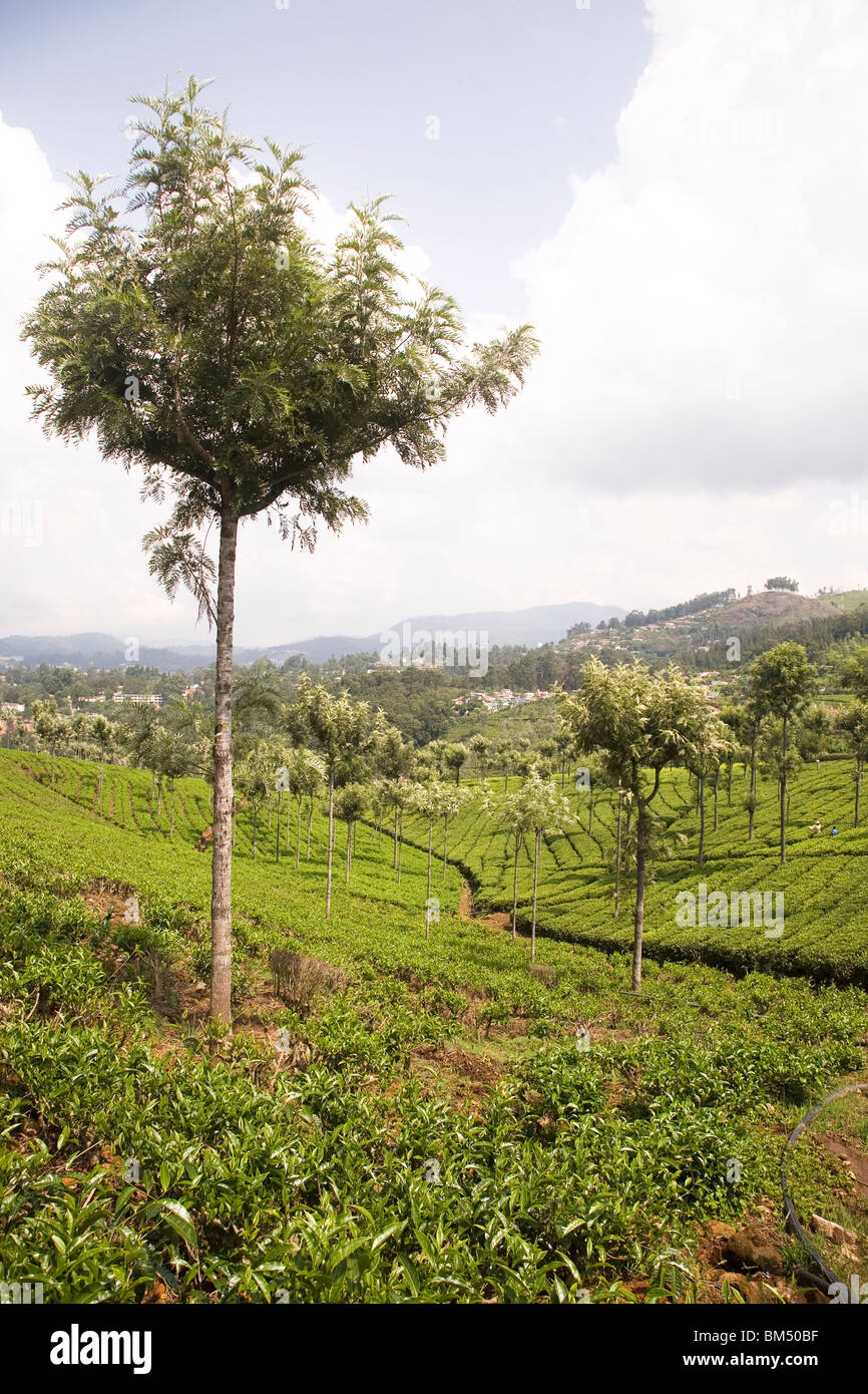 Tea bushes grow in the Nilgiri Hills around the Highfield Tea Factory ...
