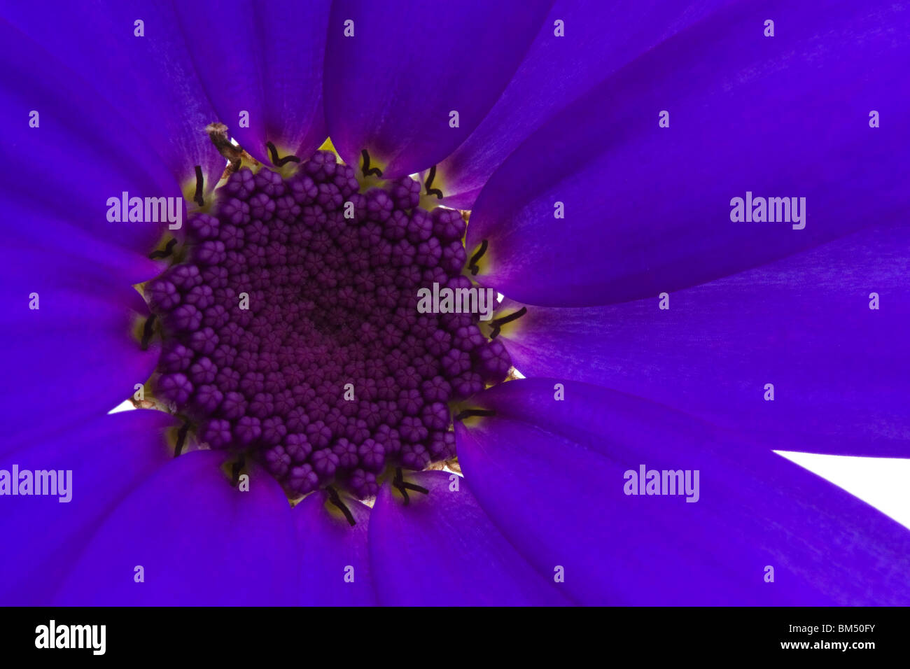 Deep blue flower hi-res stock photography and images - Alamy