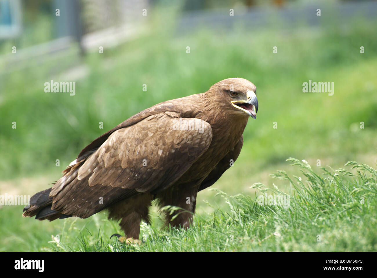 Golden eagle hawk bird hi-res stock photography and images - Alamy