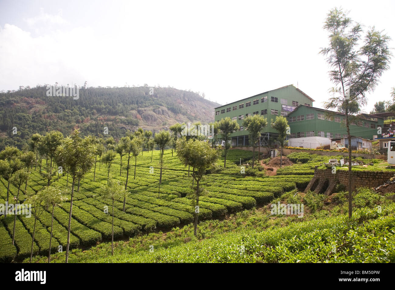 Tea bushes grow in the Nilgiri Hills around the Highfield Tea Factory ...