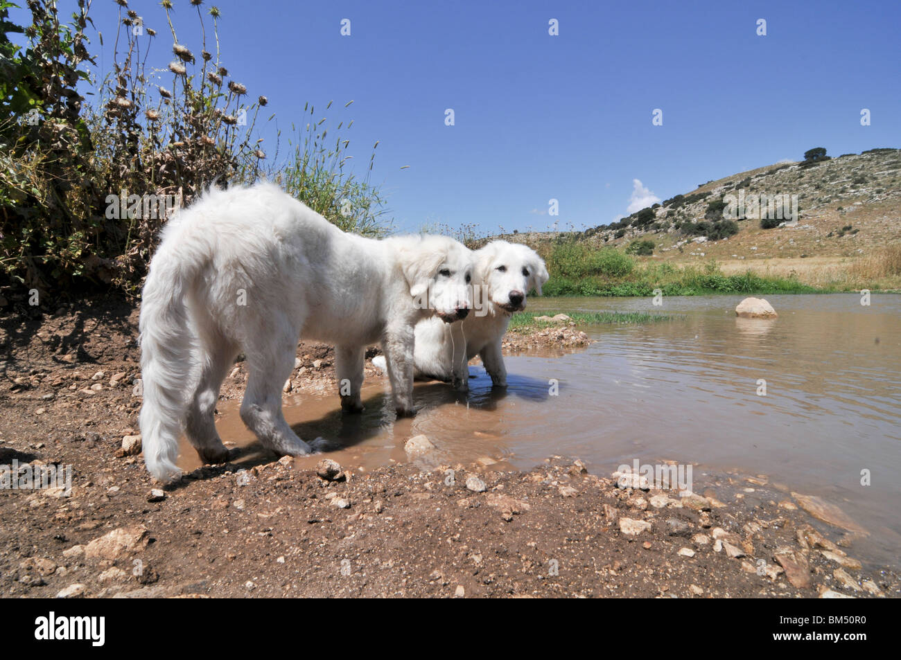 Two dogs at a water puddle Stock Photo - Alamy