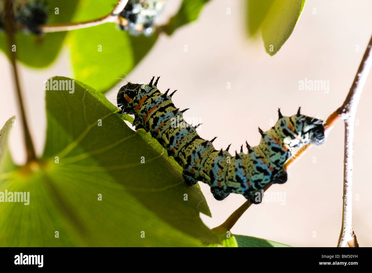 Mopani worm hi-res stock photography and images - Alamy