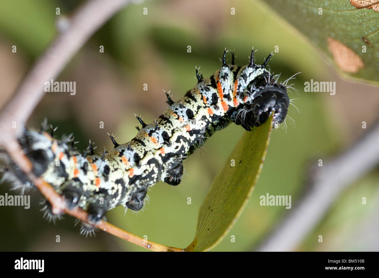 Mopani worm hi-res stock photography and images - Alamy