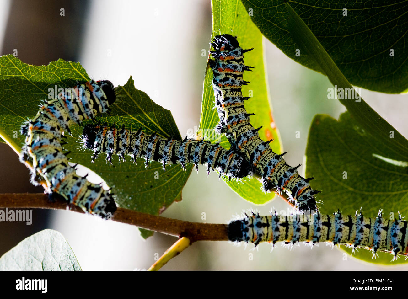 Mopani worm hi-res stock photography and images - Alamy