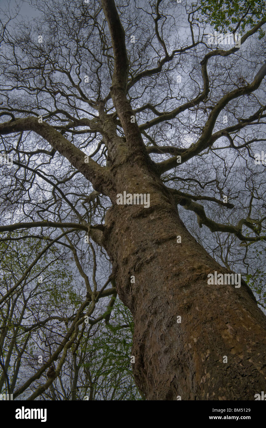 Overhead trees in a wood Stock Photo - Alamy