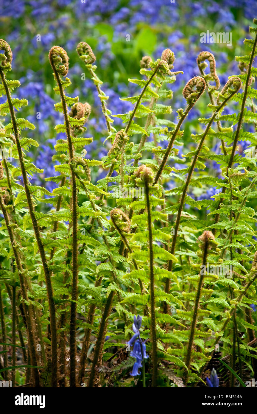 Bluebell flowers ferns hi-res stock photography and images - Alamy