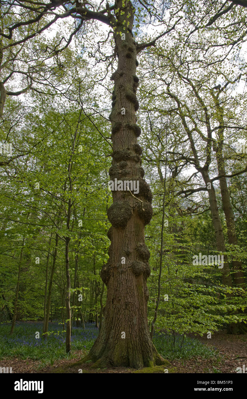 Overhead trees in a wood Stock Photo - Alamy