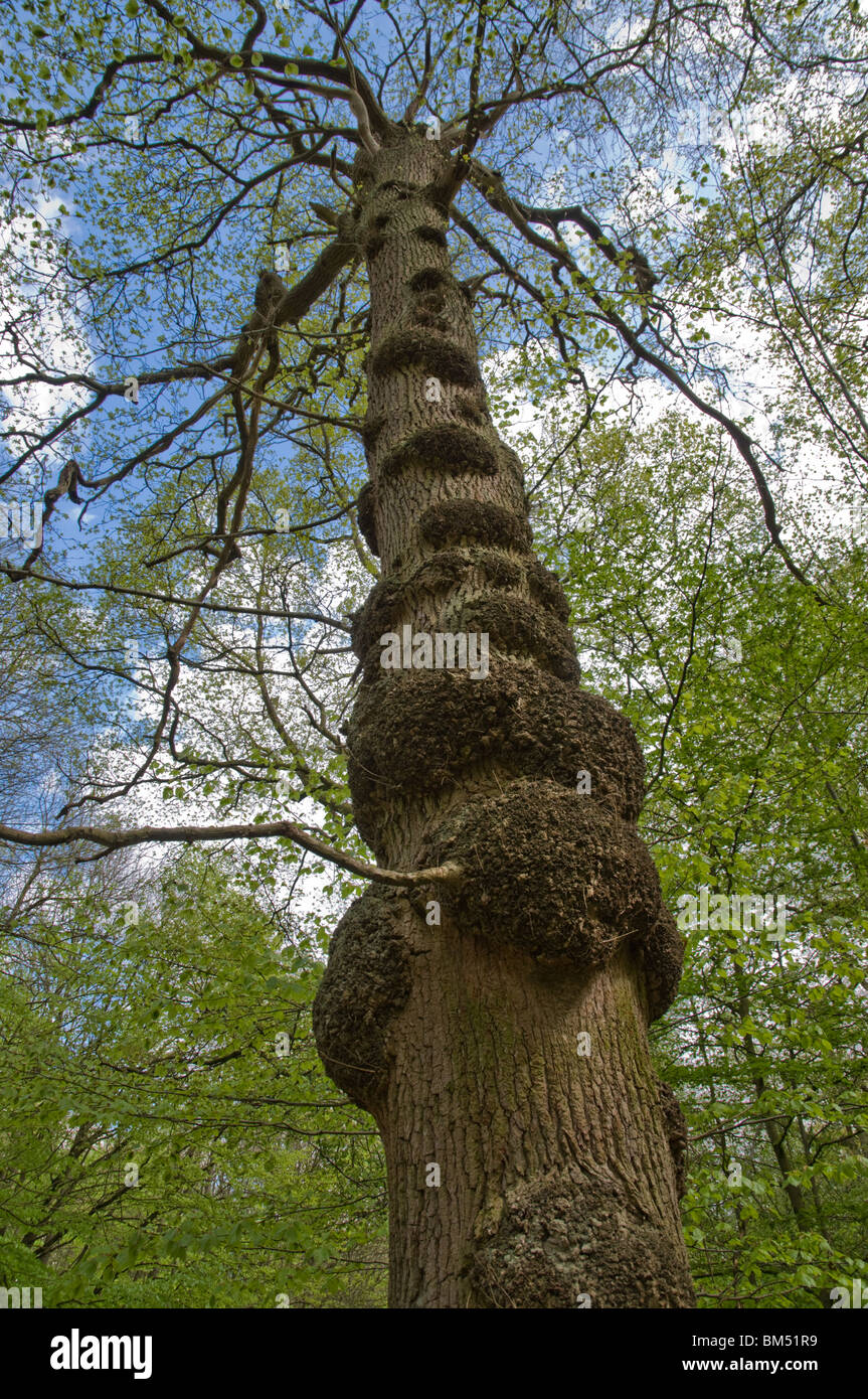 Overhead trees in a wood Stock Photo - Alamy