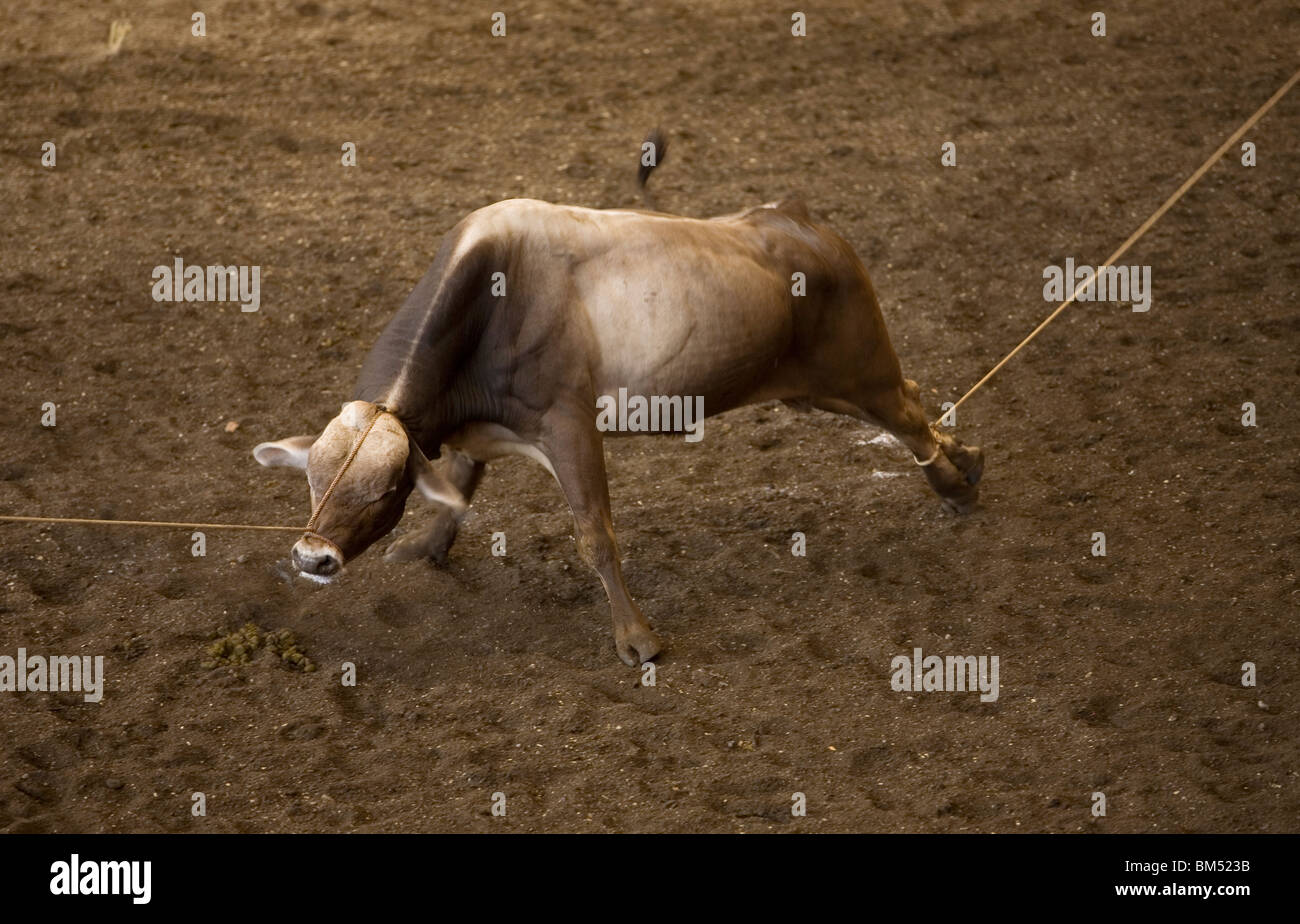 A bull struggles as it is pulled by the neck and feet by charros ...