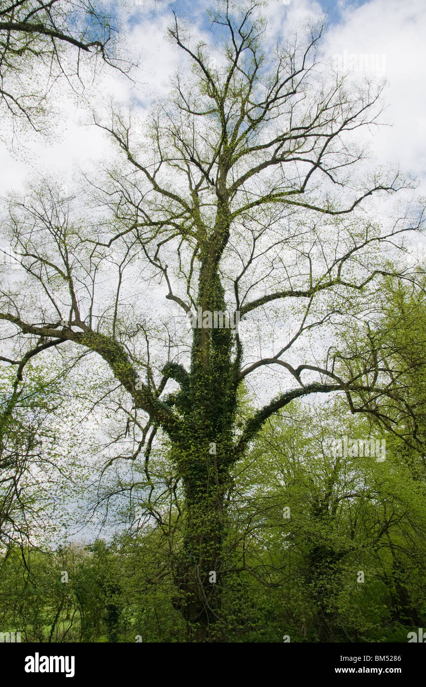 Overhead trees in a wood Stock Photo - Alamy