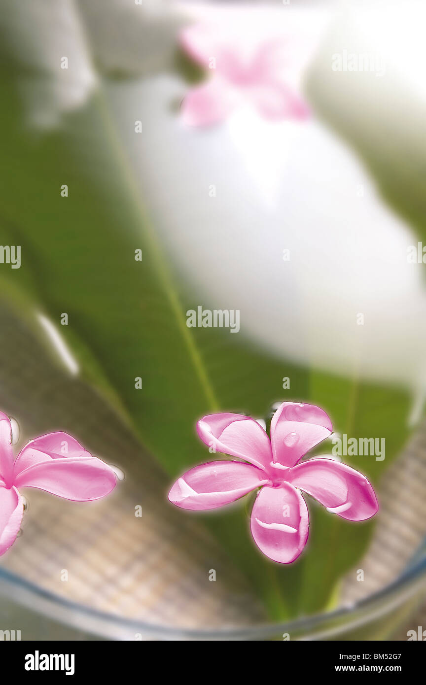Frangipani flower floating on water Stock Photo - Alamy