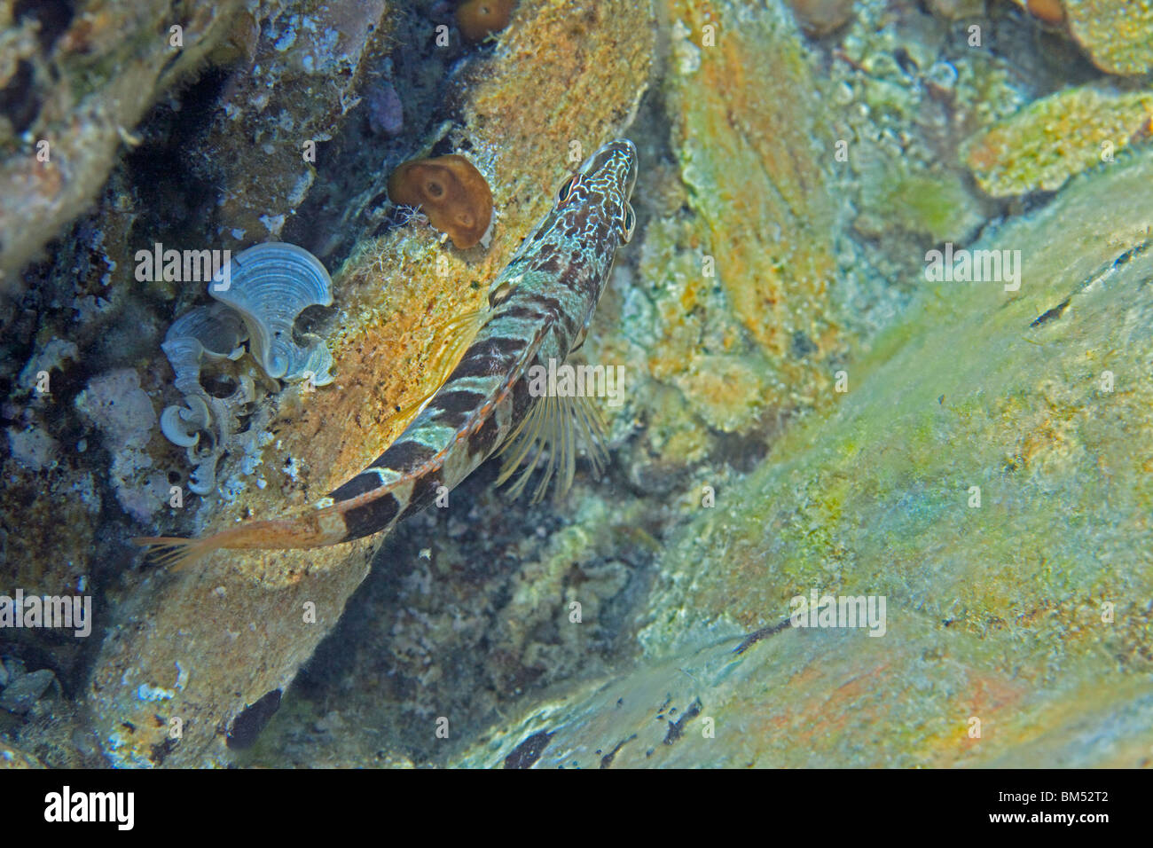 Painted comber hi-res stock photography and images - Alamy