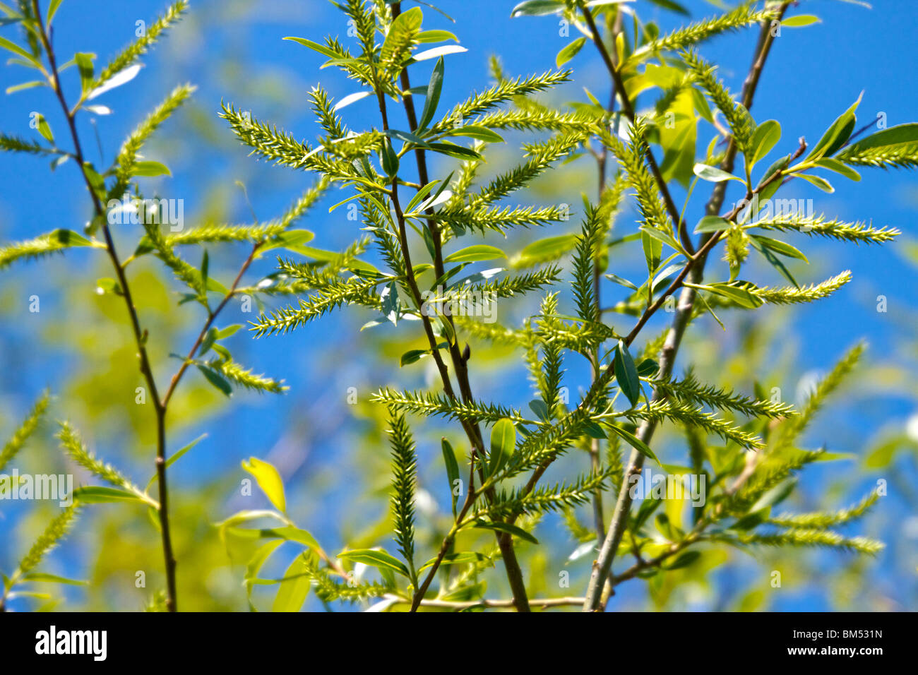 top branches and leaves of willow tree against background of clear blue ...