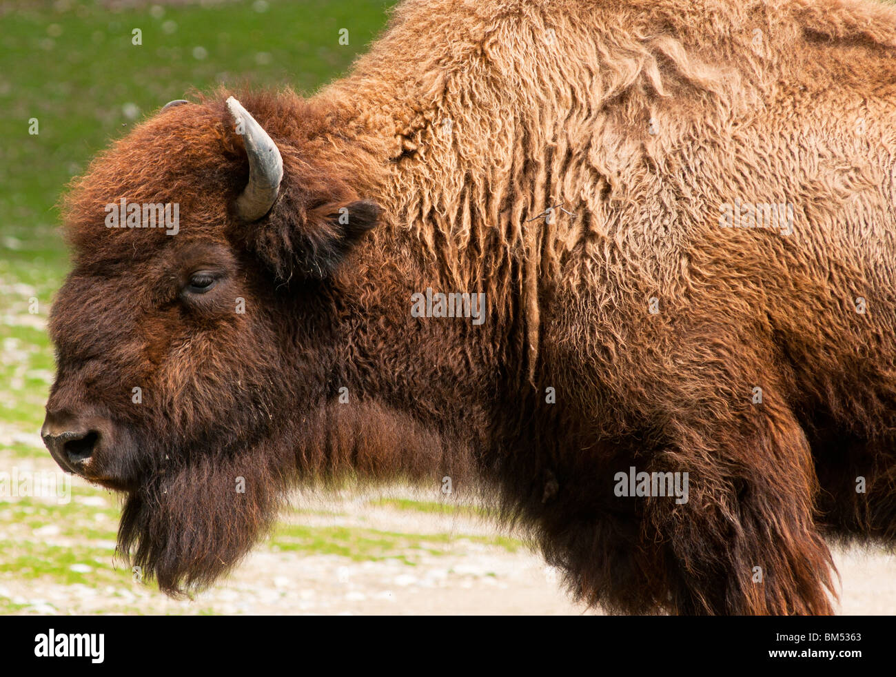 American Bison Head