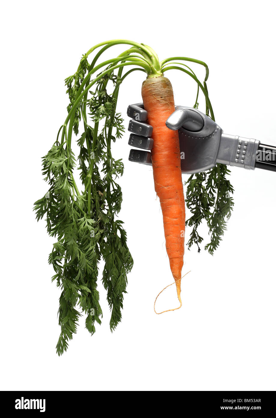 Fresh carrot harvest hand Cut Out Stock Images & Pictures - Alamy
