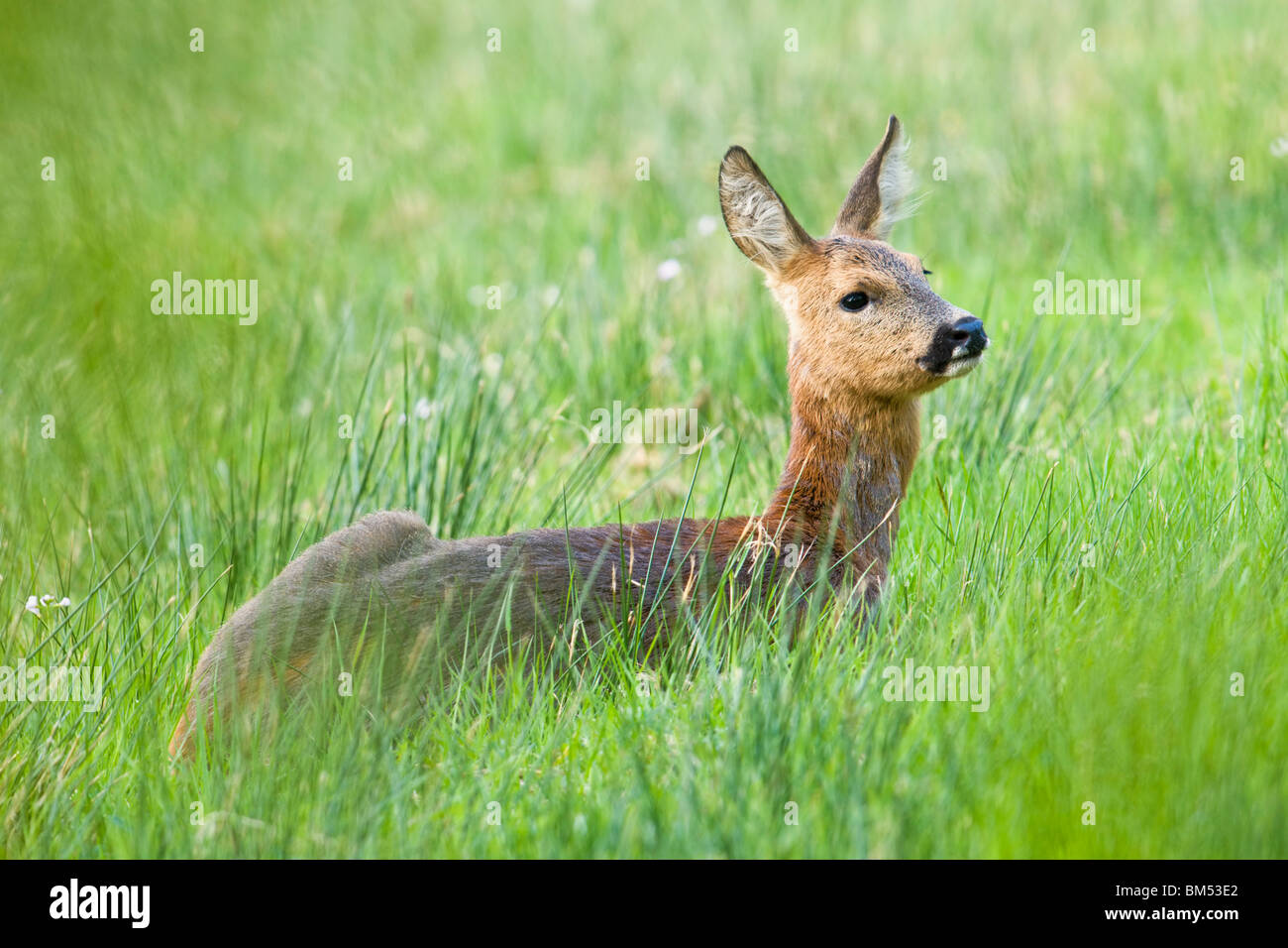 Female Roe Deer High Resolution Stock Photography and Images - Alamy