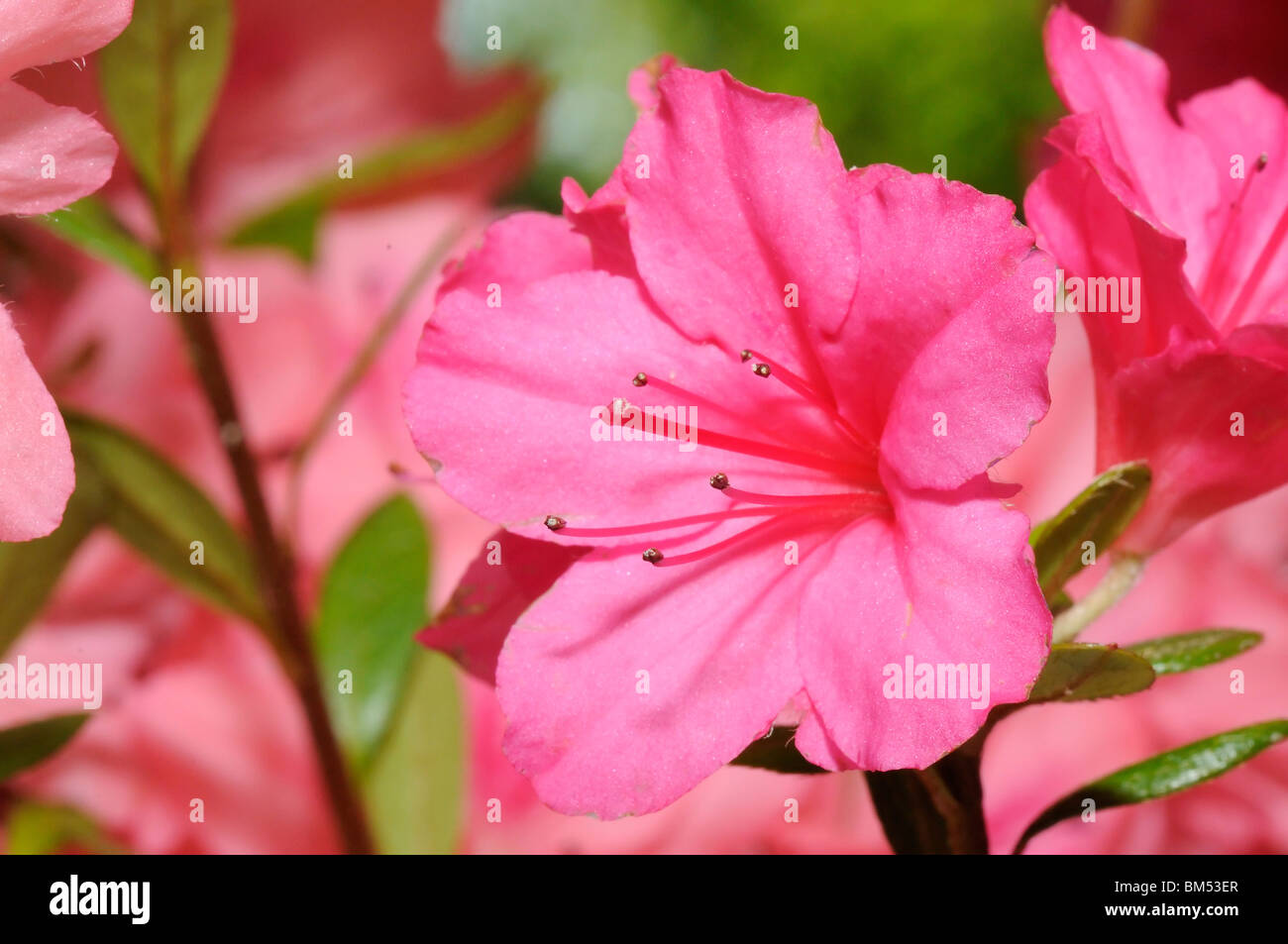 Close-up of pink Azalea blossoms Stock Photo - Alamy