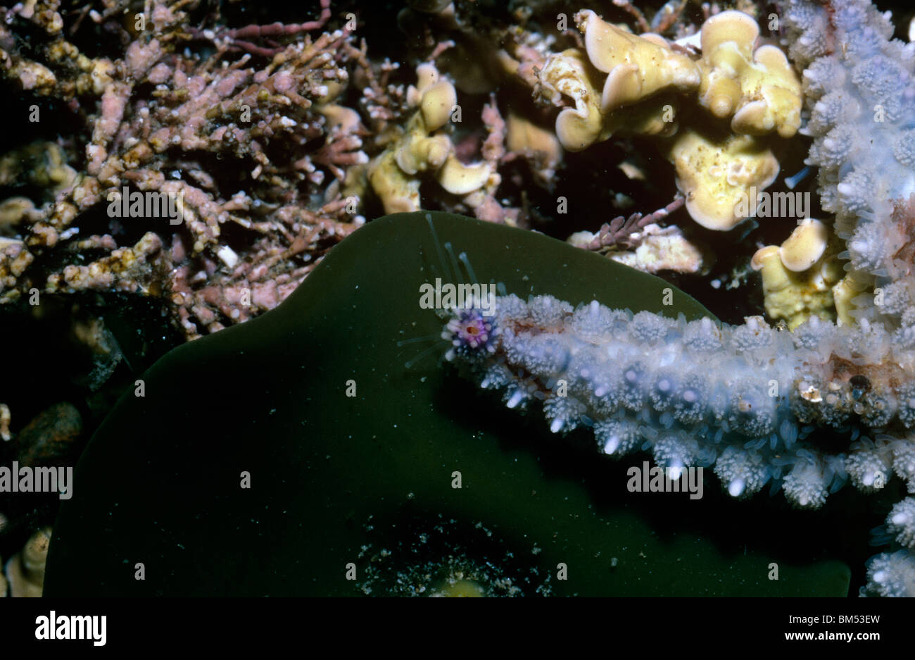 Spiny starfish (Marthasterias glacialis), young individual with tube ...