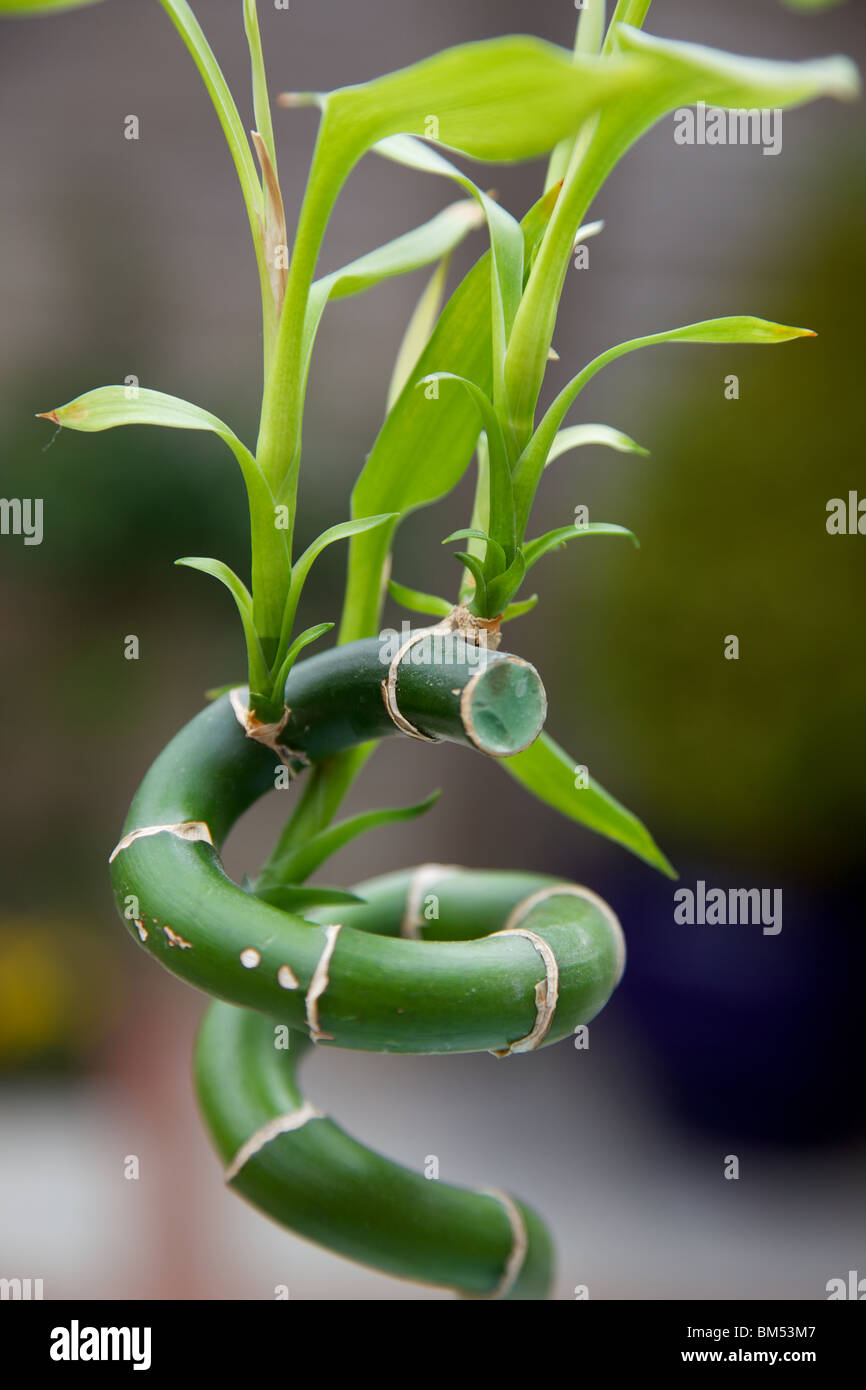 Curly bamboo hi-res stock photography and images - Alamy