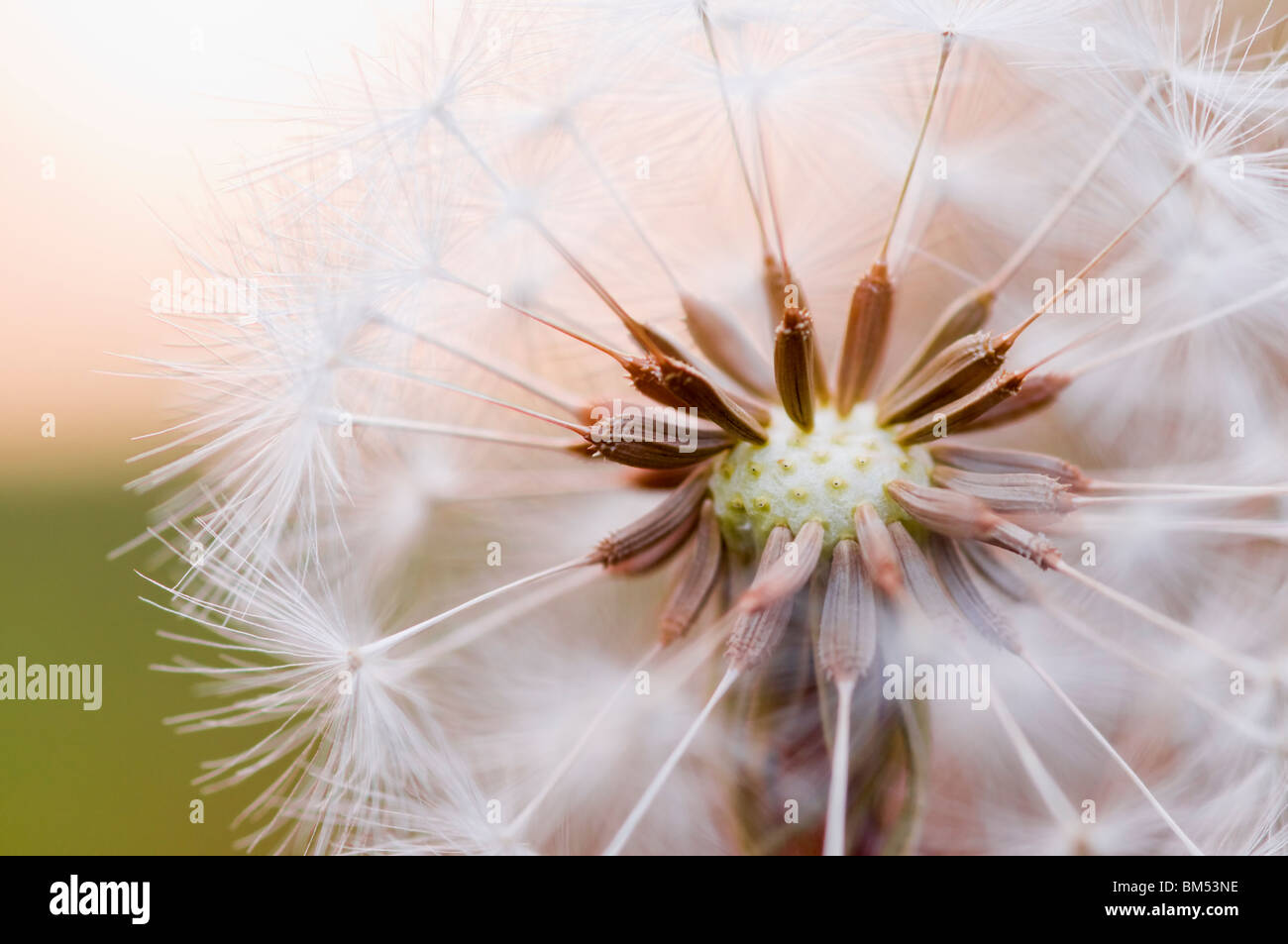 Dandelion clock hi-res stock photography and images - Alamy