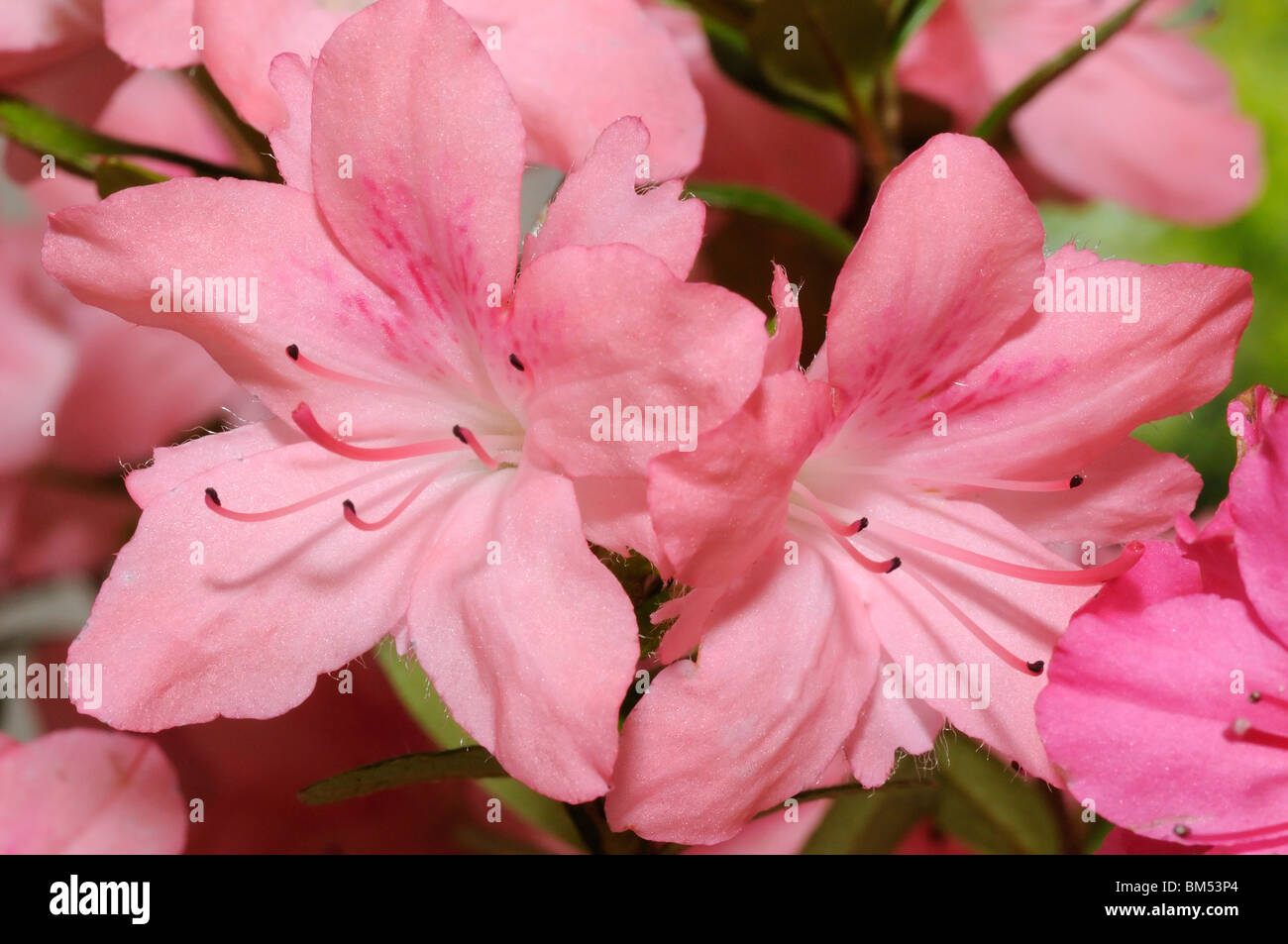 Azalea Blooms High Resolution Stock Photography and Images - Alamy