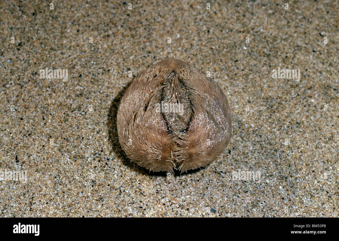 Sea-potato, a sea-urchin (Echinocardium cordatum) exposed on sand as ...