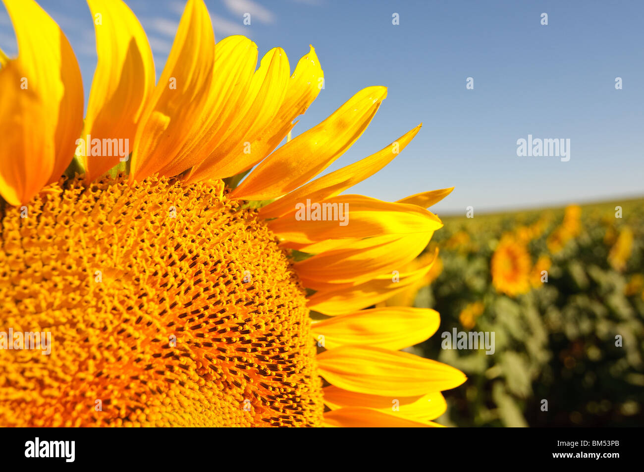 Girasoles hi-res stock photography and images - Alamy