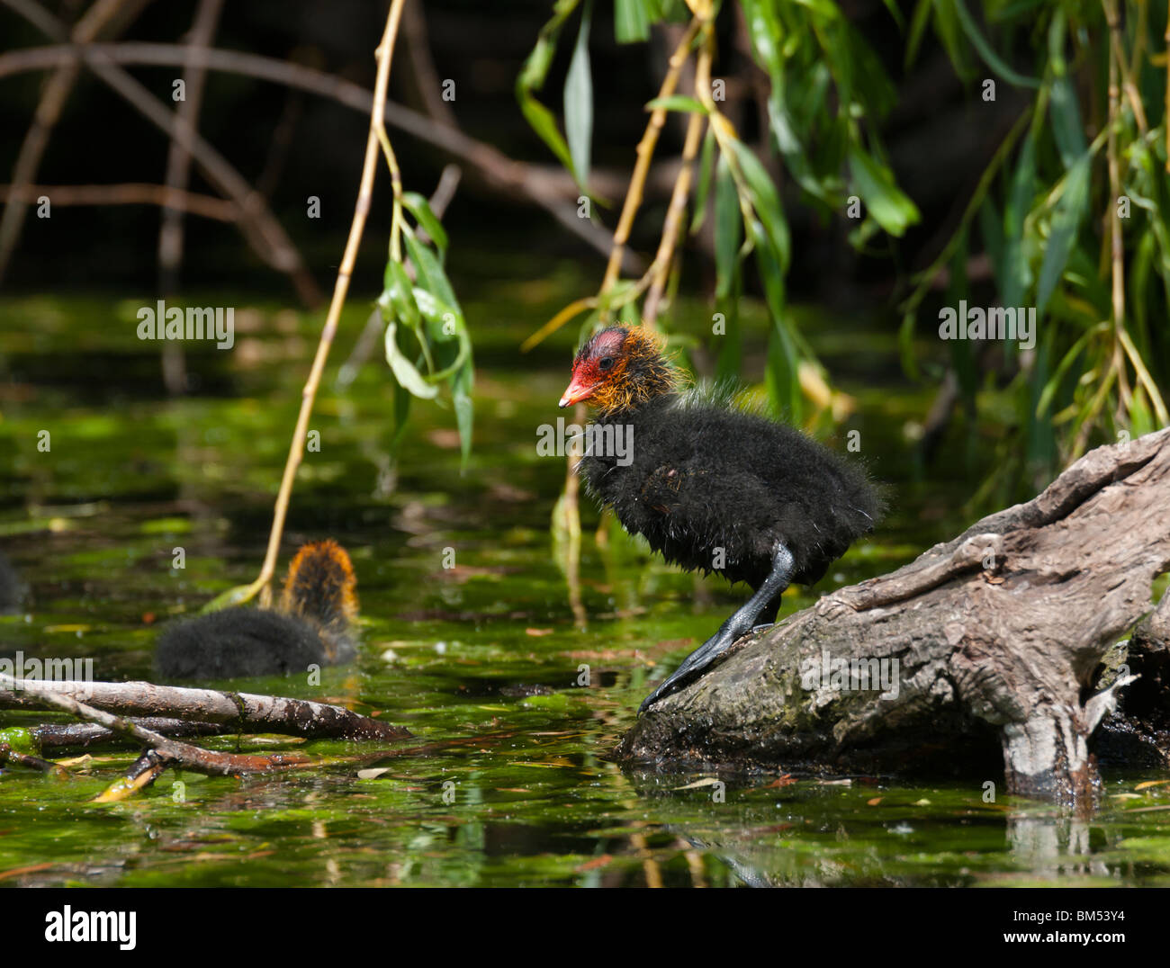 Baby standing outside hi-res stock photography and images - Alamy