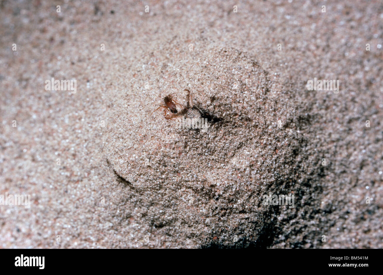 Ant-lion larva (Myrmeleonidae) at the bottom of its pit with an ant ...