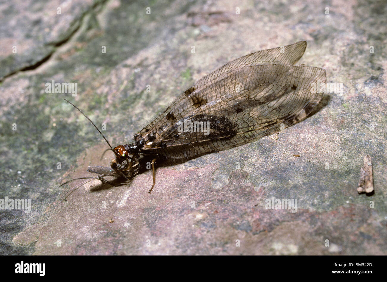 Giant lacewing (Osmylus fulvicephalus: Osmylidae) feeding on a gnat UK ...