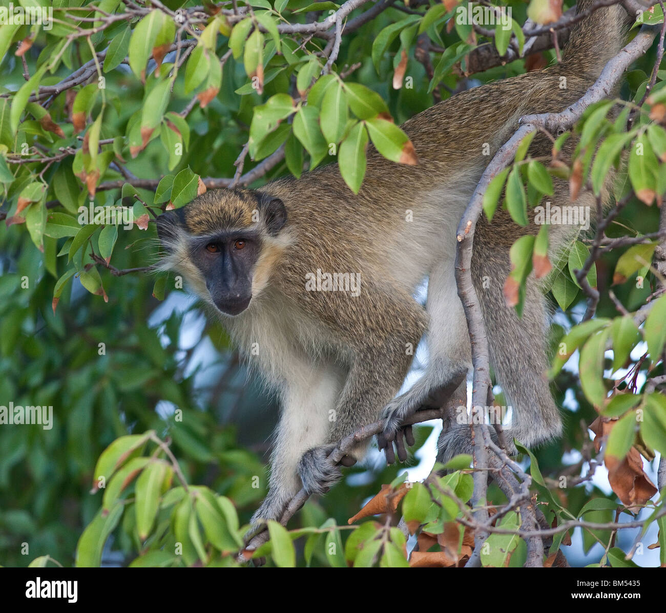 Green Monkey, Barbados, Chlorocebus sabaeus Stock Photo - Alamy